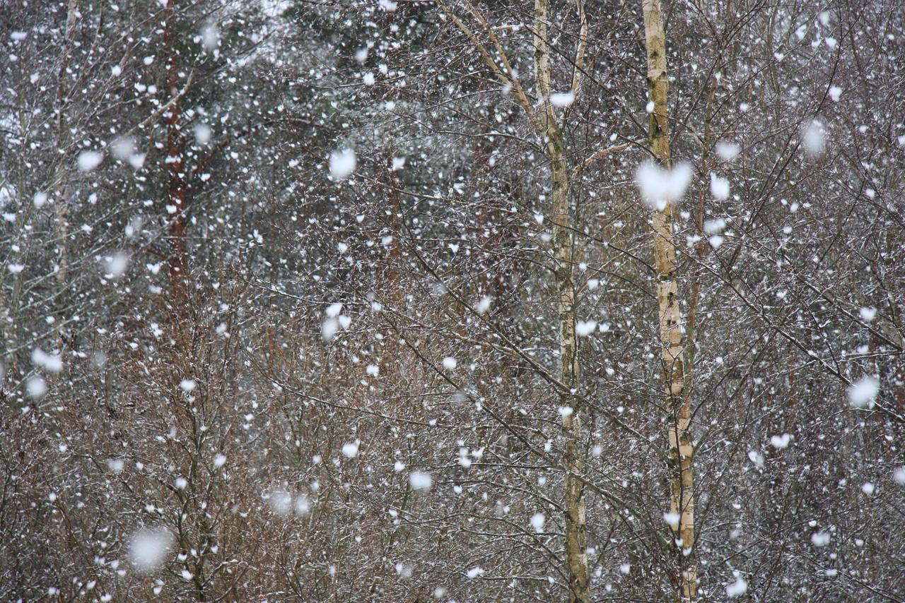 PUUD — Bohemianwaxwing